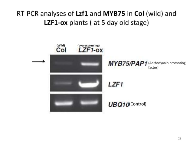 B-box proteins in plants bbx family of plant transcription factors | PPTX