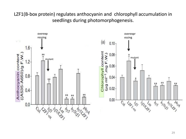 B-box proteins in plants bbx family of plant transcription factors | PPTX