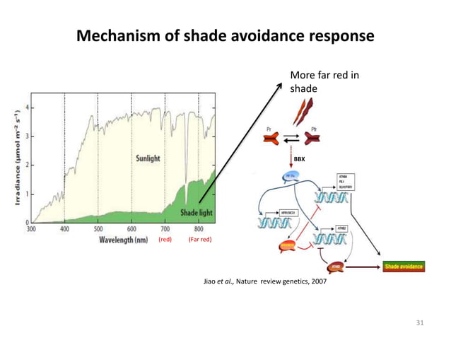 B-box proteins in plants bbx family of plant transcription factors | PPTX