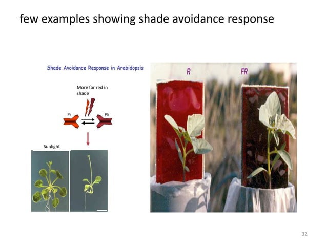 B-box proteins in plants bbx family of plant transcription factors | PPTX