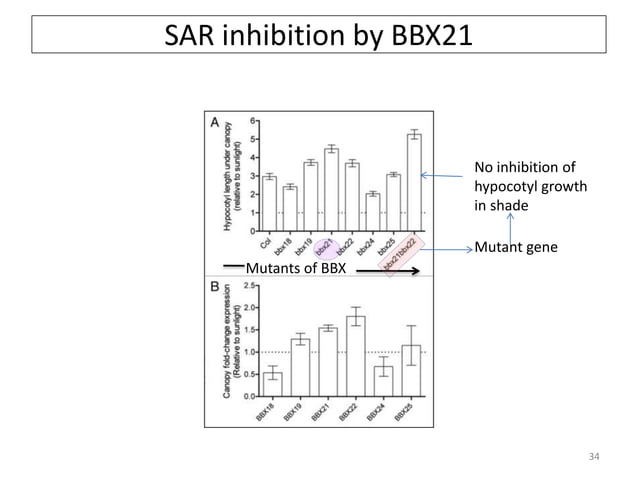 B-box proteins in plants bbx family of plant transcription factors | PPTX