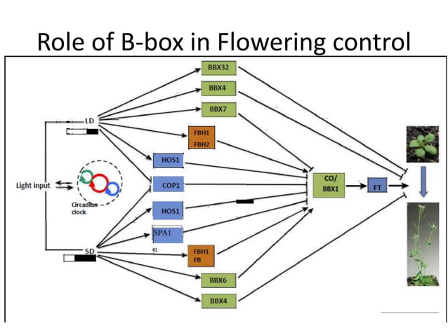 B-box proteins in plants bbx family of plant transcription factors | PPTX