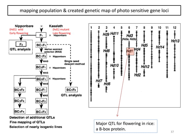 B-box proteins in plants bbx family of plant transcription factors | PPTX