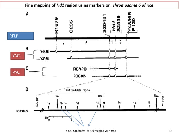B-box proteins in plants bbx family of plant transcription factors | PPTX