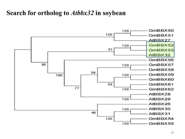 B-box proteins in plants bbx family of plant transcription factors | PPTX