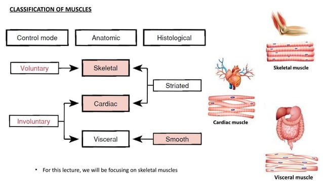 BBT 221 lecture 12 Muscular System .pptx