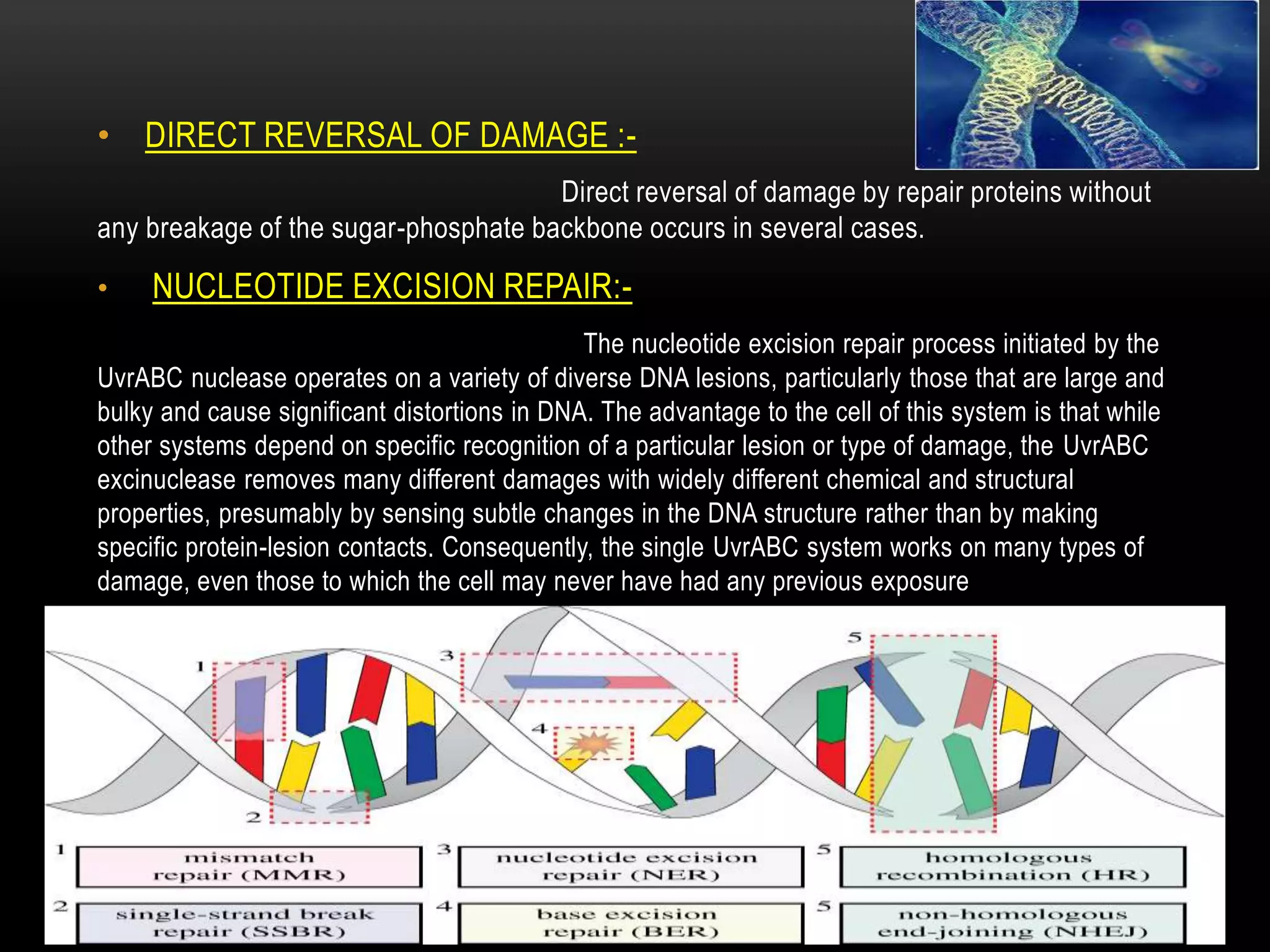 DNA REPAIR MECHANISM AND THEIR TYPES.pptx
