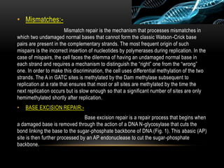 DNA REPAIR MECHANISM AND THEIR TYPES.pptx
