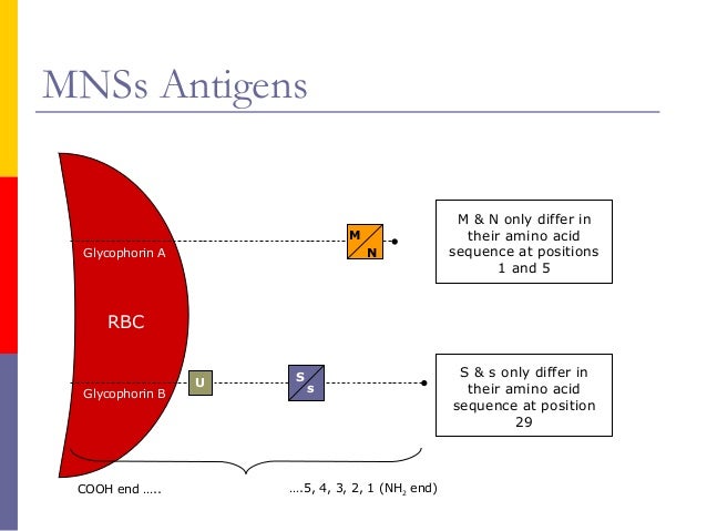 OTHER BLOOD GROUP SYSTEMS