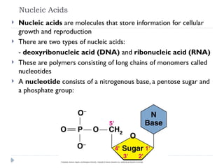 BBY 1102 lecture6-nucleic acid-dna and rna | PPTX
