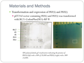 Inhibition of μ-calpain; towards treatment of rheumatoid arthritis | PDF