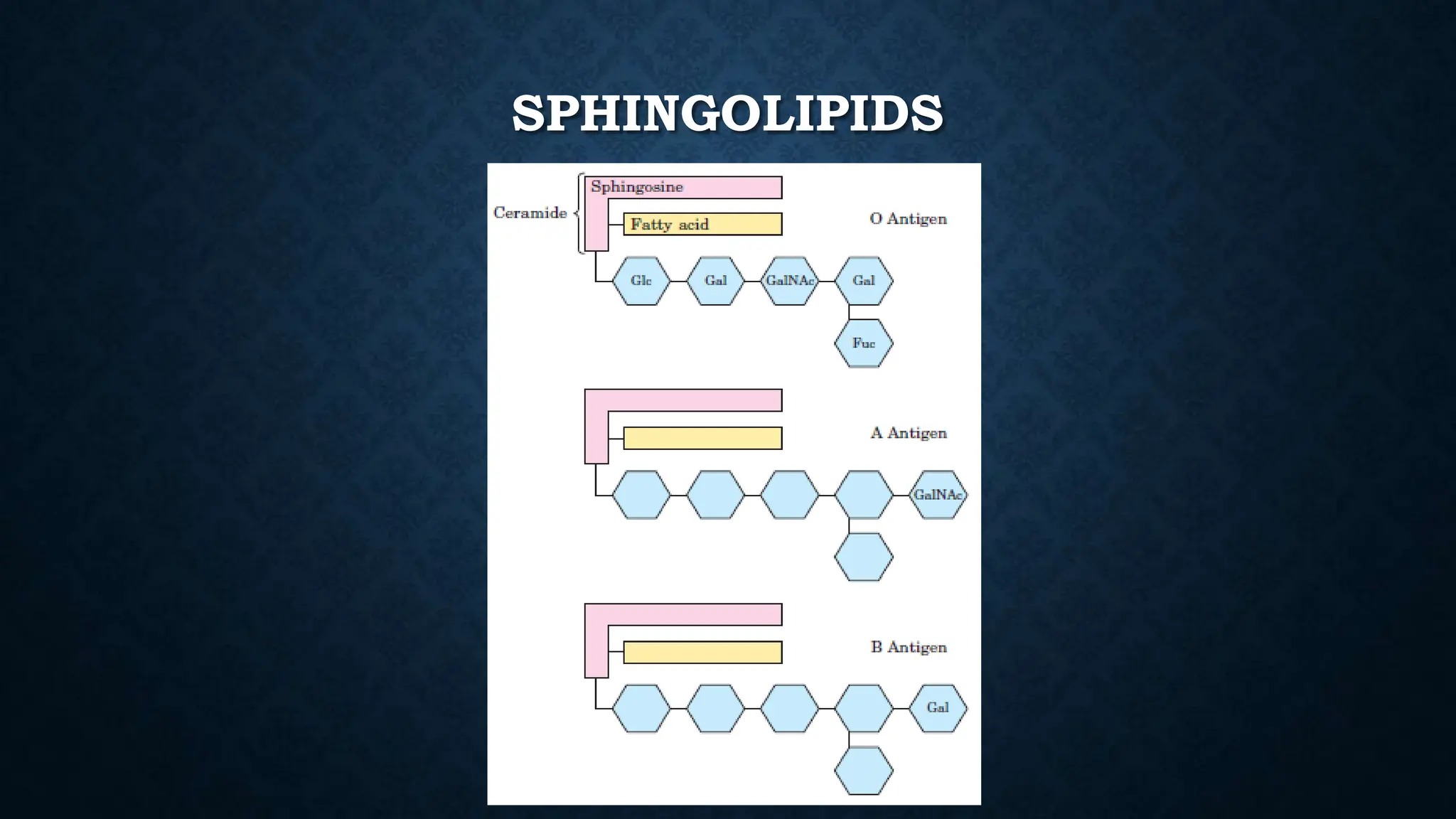 Lipids biomolecule importance of lipids | PPTX
