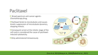 Breast Cancer Pharmacology Presentation - Louis Pearce.pptx | Cancer ...