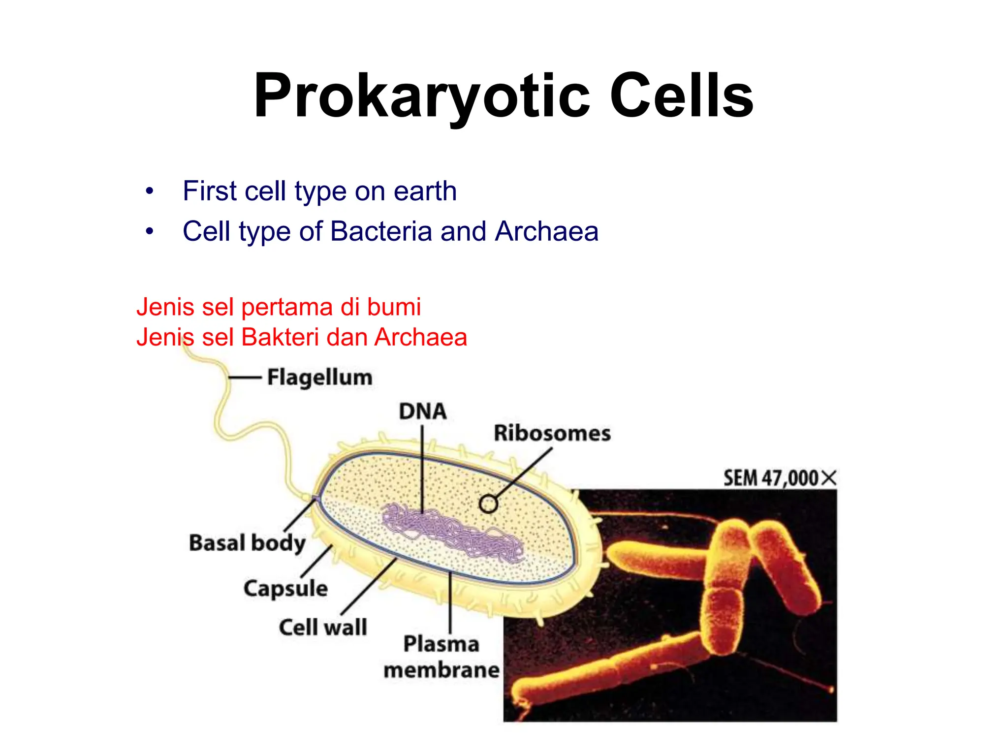 cell structure and function-cell structure and function.ppt