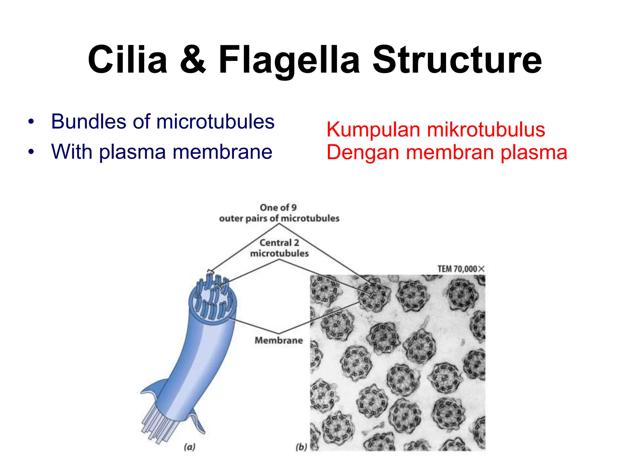 cell structure and function-cell structure and function.ppt