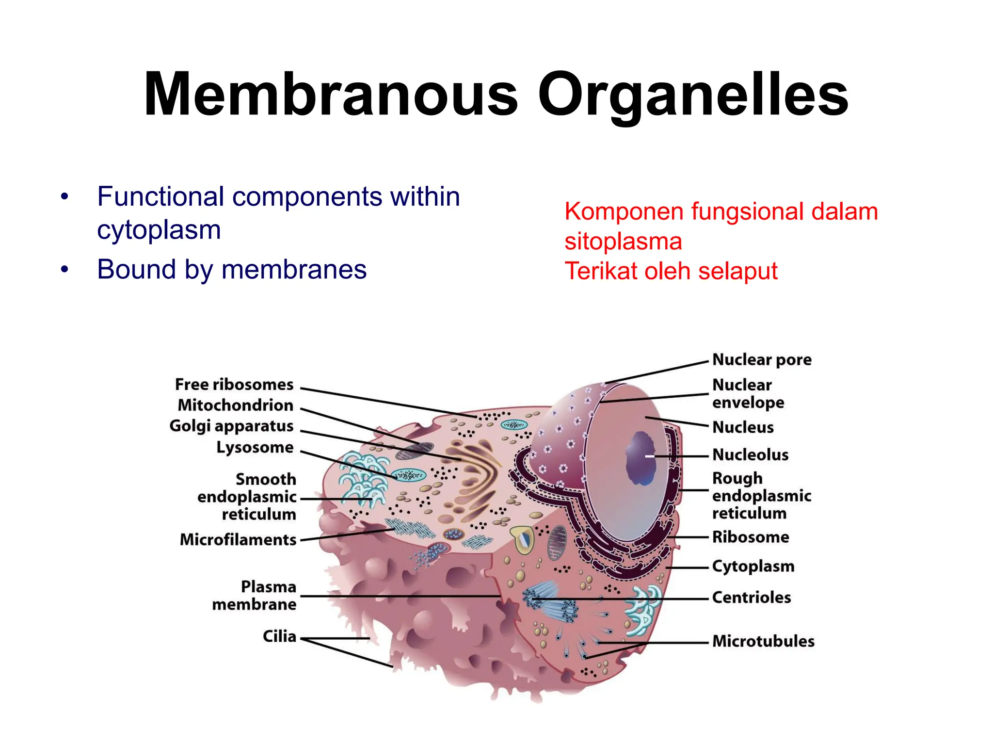 Cell Structure And Function Cell Structure And Functionppt