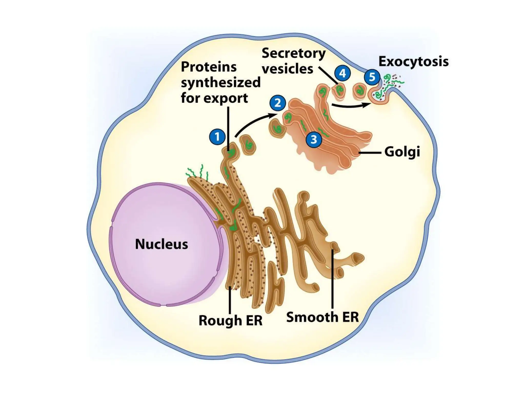 cell structure and function-cell structure and function.ppt