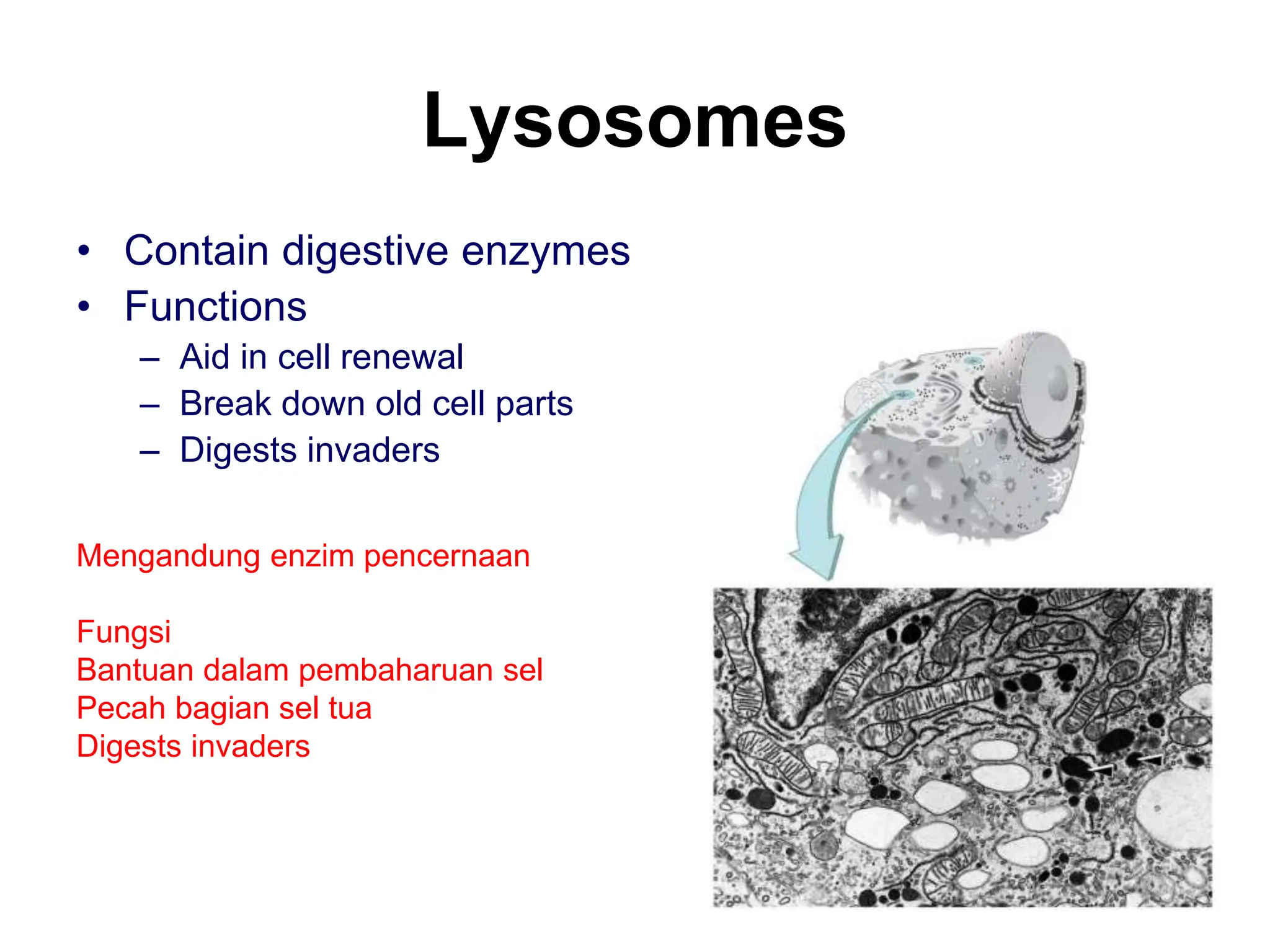 cell structure and function-cell structure and function.ppt