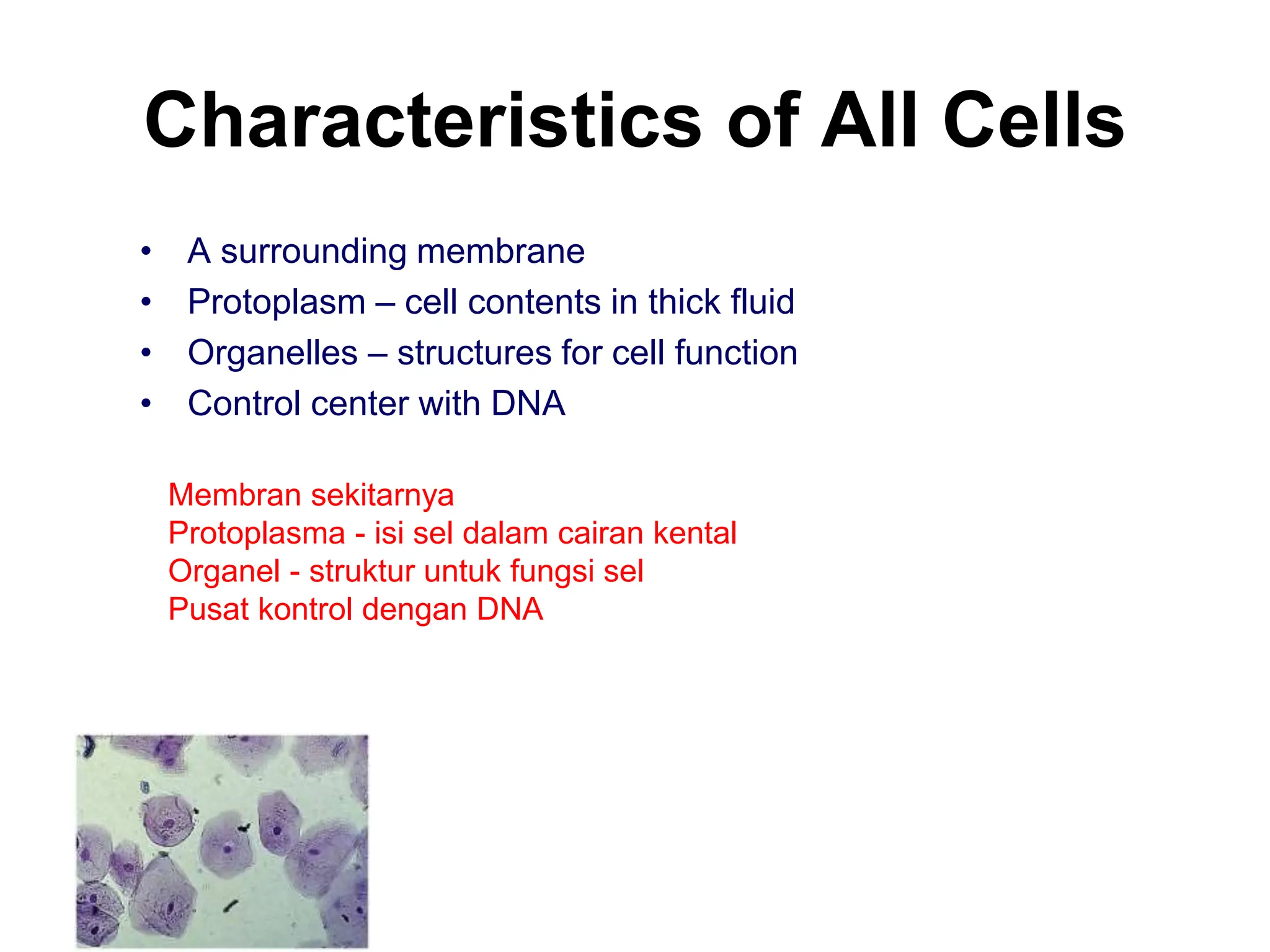 Cell Structure And Function Cell Structure And Functionppt