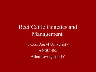 Beef Cattle Genetics and Management Power point | PPT