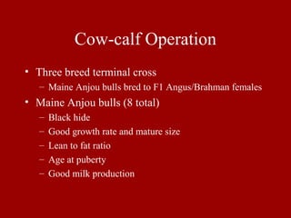 Beef Cattle Genetics and Management Power point | PPT