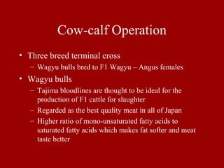 Beef Cattle Genetics and Management Power point | PPT