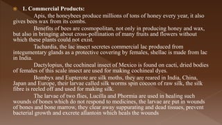 economic importance of insects | PPTX