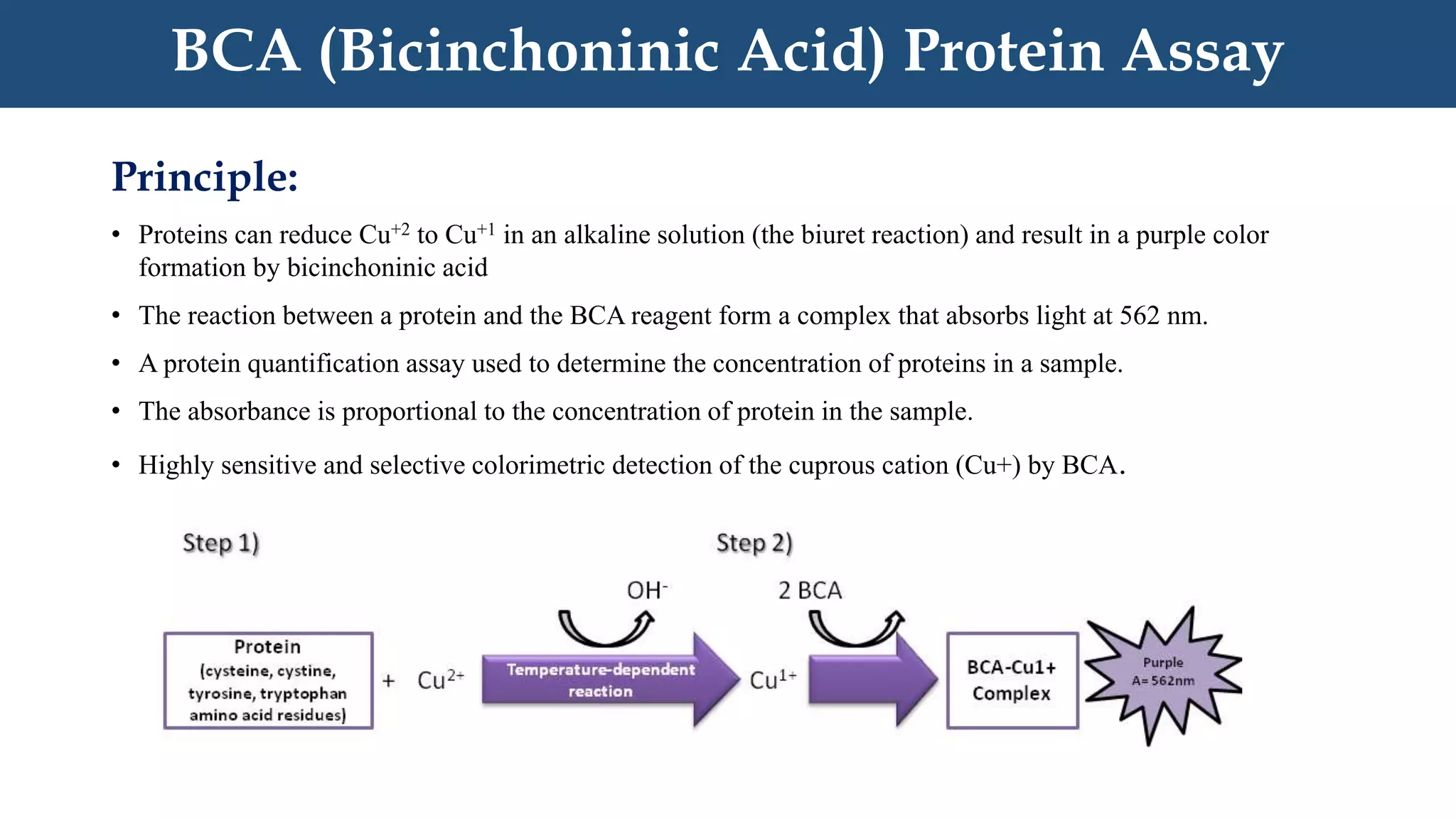 BCA and Western blot (1).pptx