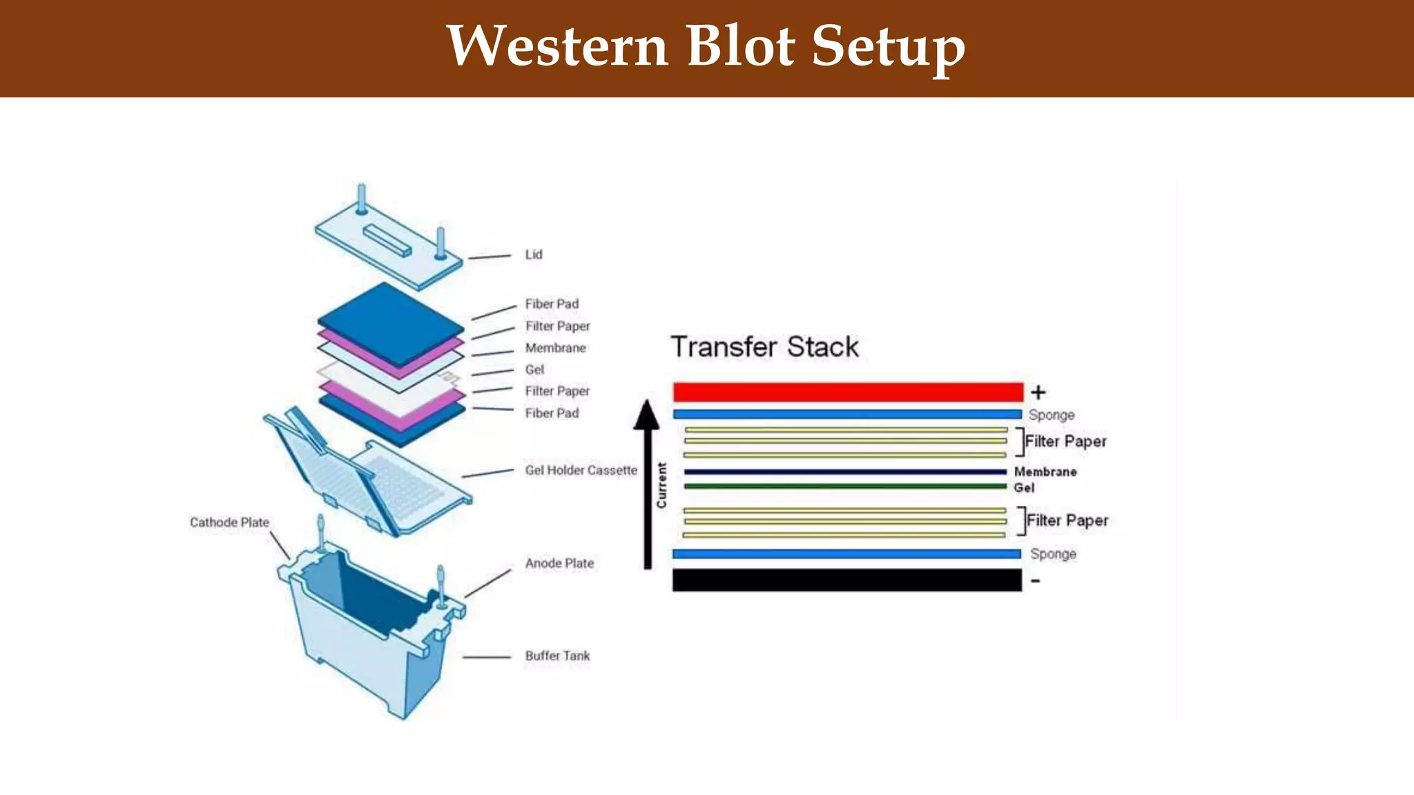 BCA and Western blot (1).pptx
