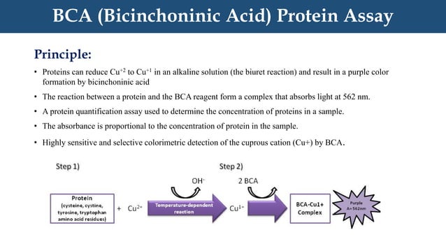 BCA and Western blot (1).pptx | Chemistry | Science