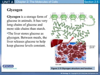 Biology 12 - Chemistry of Carbohydrates - Section 2-5 and 2-6 | PPT