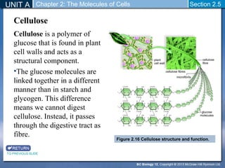 Biology 12 - Chemistry of Carbohydrates - Section 2-5 and 2-6 | PPT