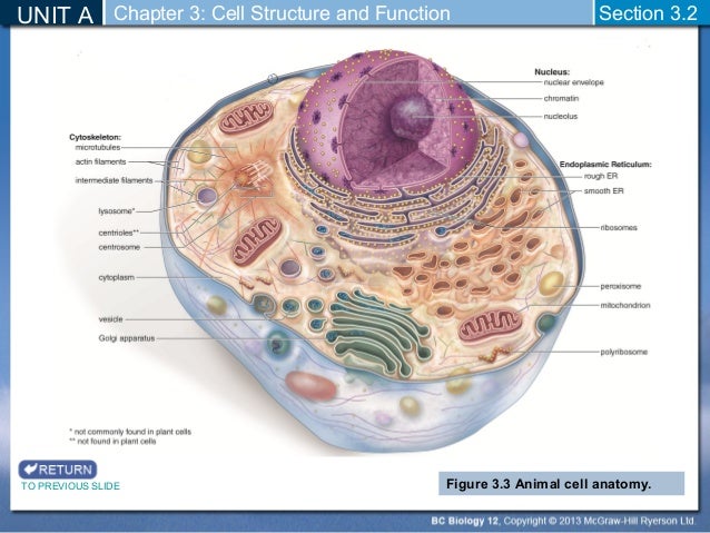 Chapter 3 Cell Structure And Function Worksheet Answers Chapter 3 Cell Structure And Function Worksheet Answers
