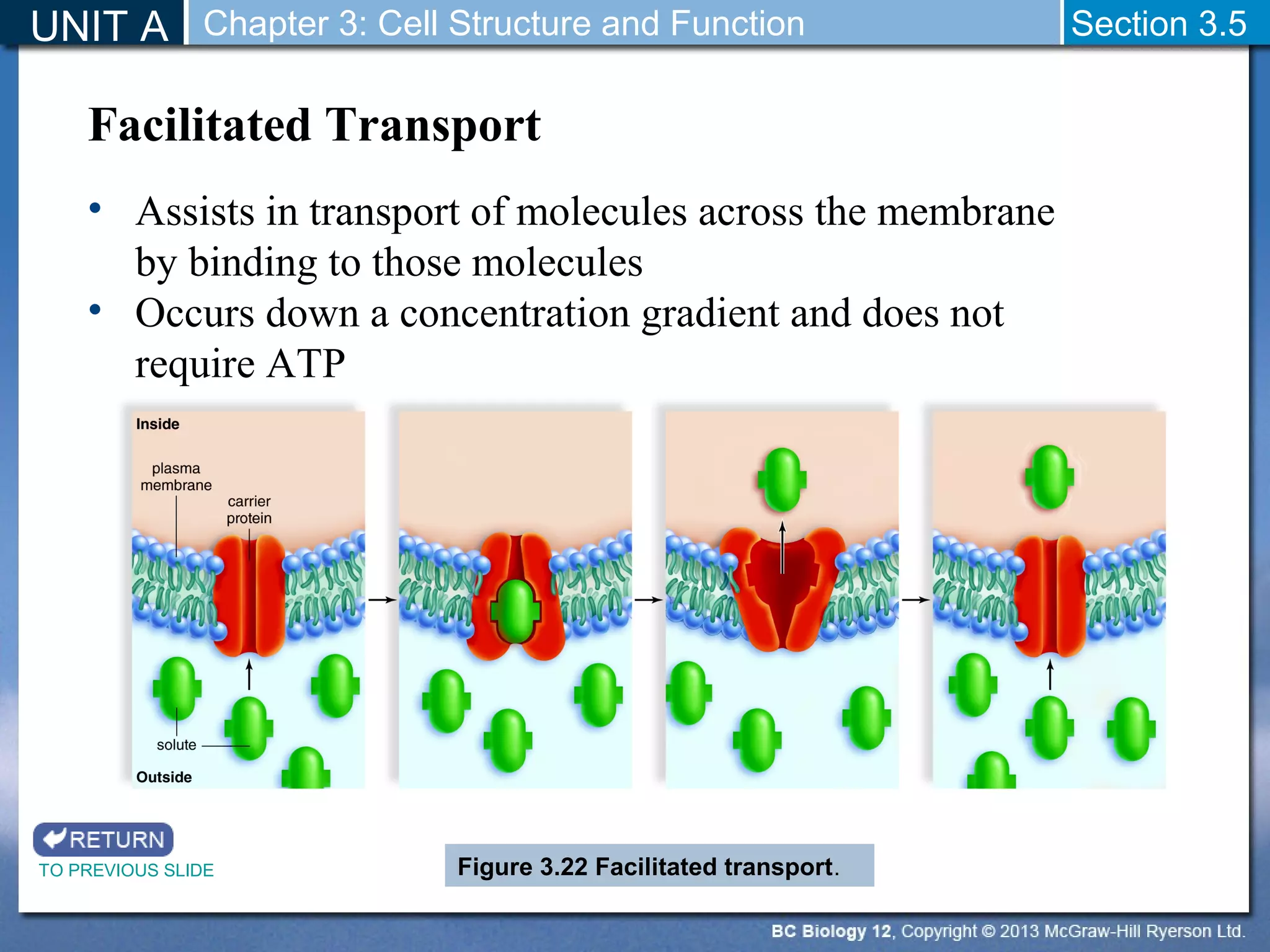 Biology 12 - Plasma Membrane Permeability - Section 3-5 | PPT