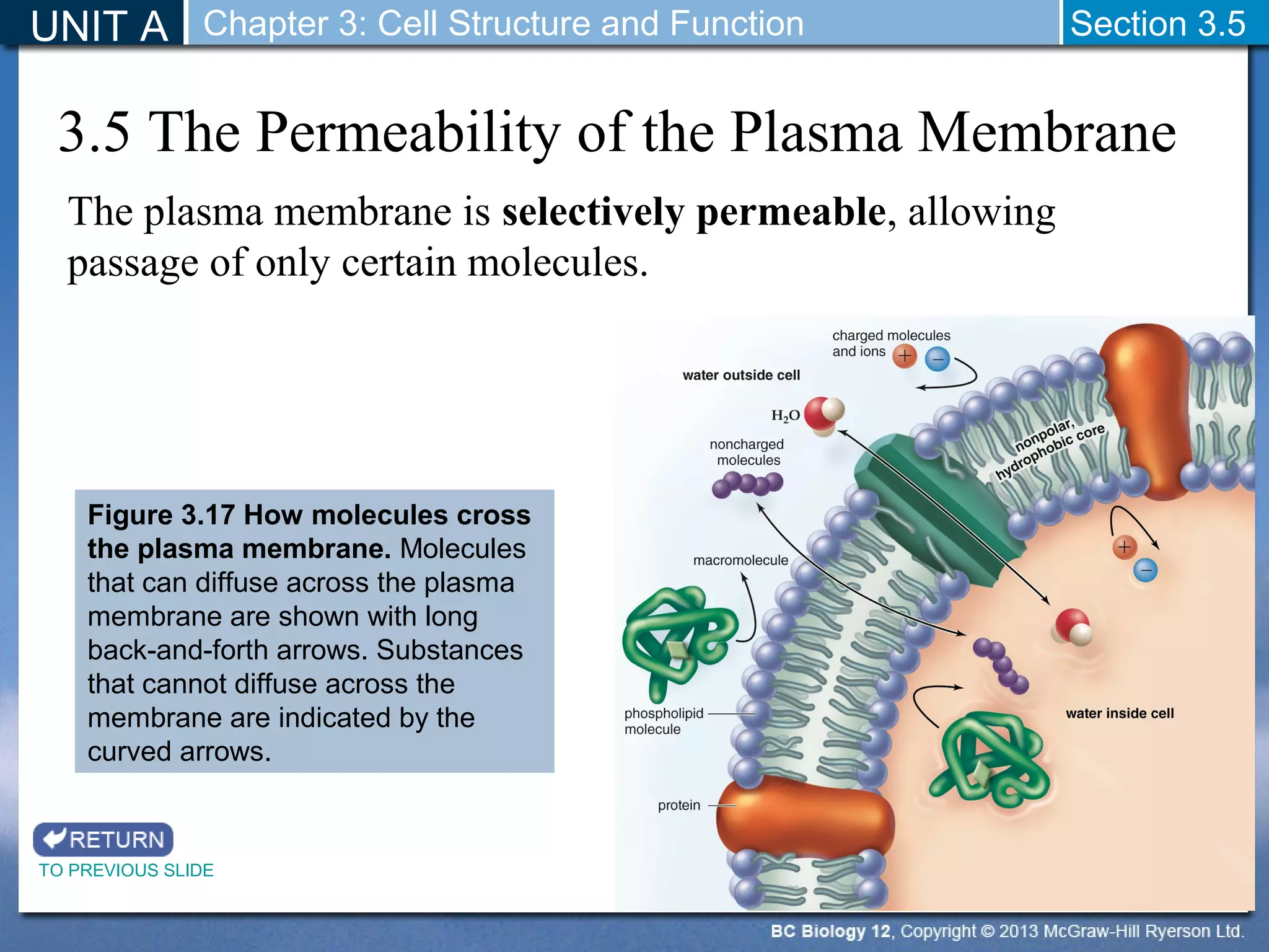 Biology 12 - Plasma Membrane Permeability - Section 3-5 | PPT