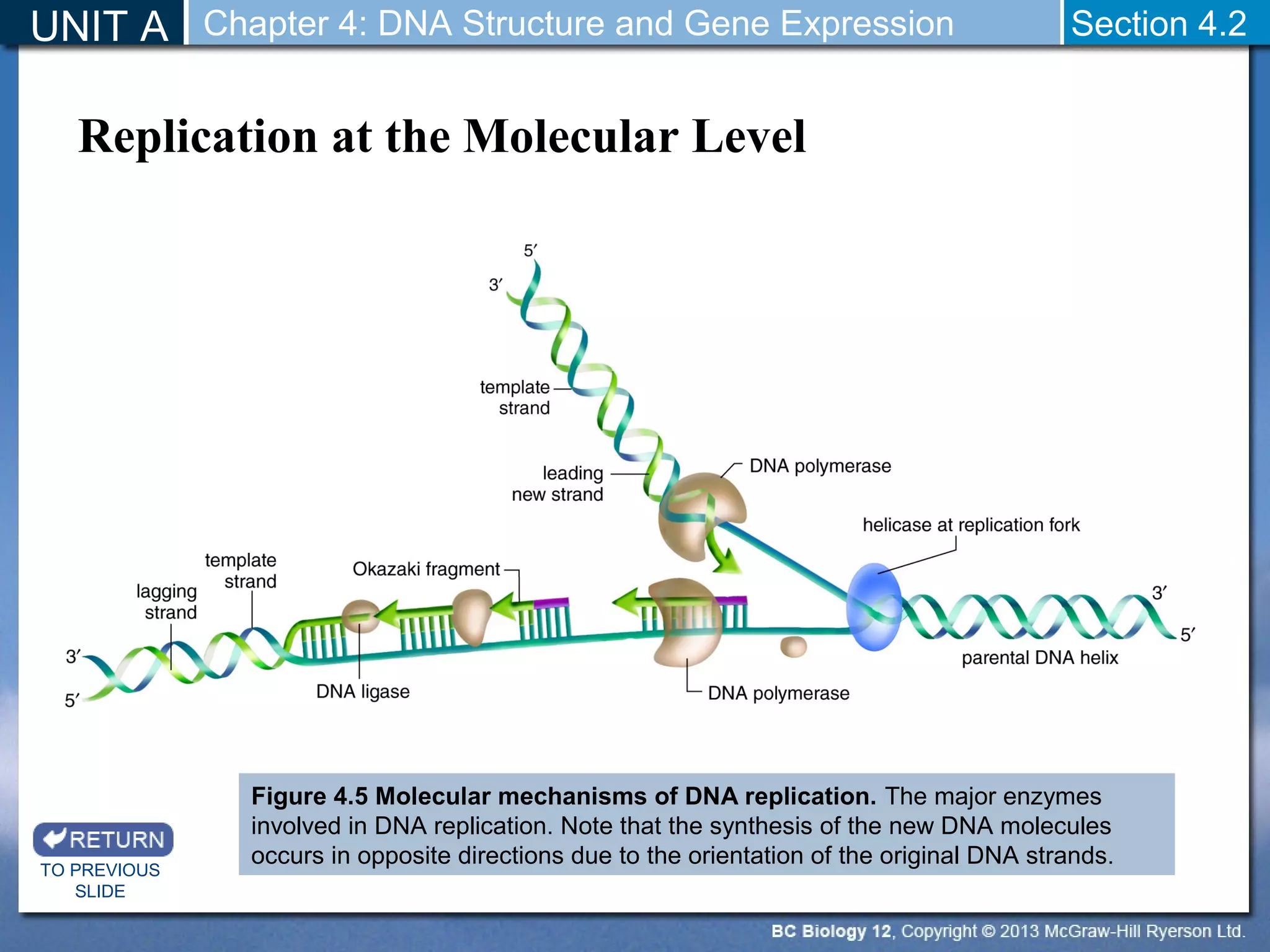 DNA Structure and Replication - Section 4-1 and 4-2 | PPT