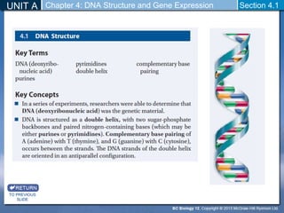 DNA Structure and Replication - Section 4-1 and 4-2 | PPT