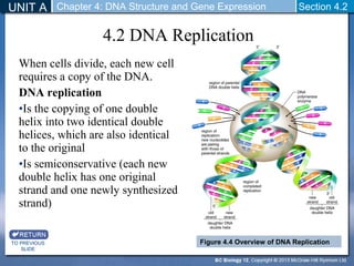 DNA Structure and Replication - Section 4-1 and 4-2 | PPT