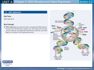DNA Structure and Replication - Section 4-1 and 4-2 | PPT