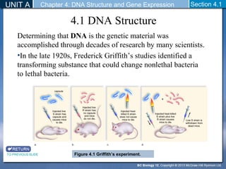 DNA Structure and Replication - Section 4-1 and 4-2 | PPT | Chemistry | Science