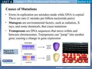 Biology 12 - DNA Mutations and Expression | PPT