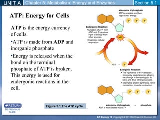 Biology 12 - Powerpoint - Energy Transformation - Section 5-1 | PPT