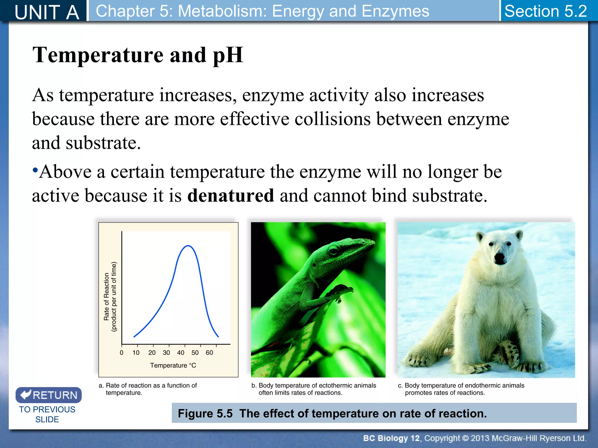 Biology 12 - Enzymes and Metabolic Pathways - Section 5-2 | PPT