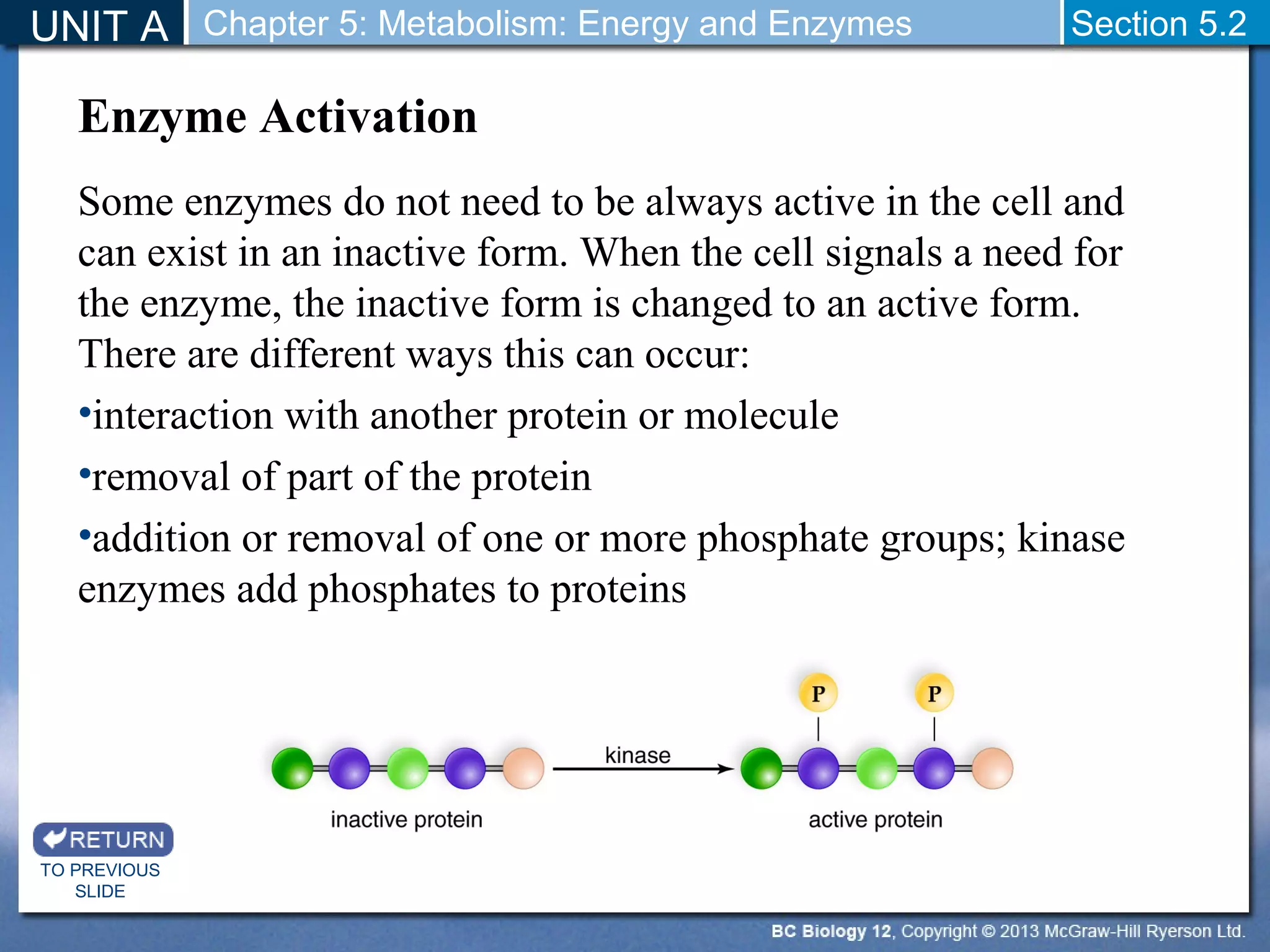 Biology 12 - Enzymes and Metabolic Pathways - Section 5-2 | PPT
