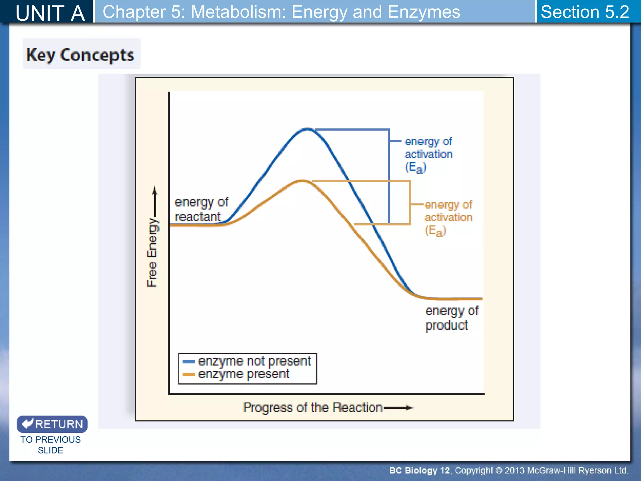 Biology 12 - Enzymes and Metabolic Pathways - Section 5-2 | PPT