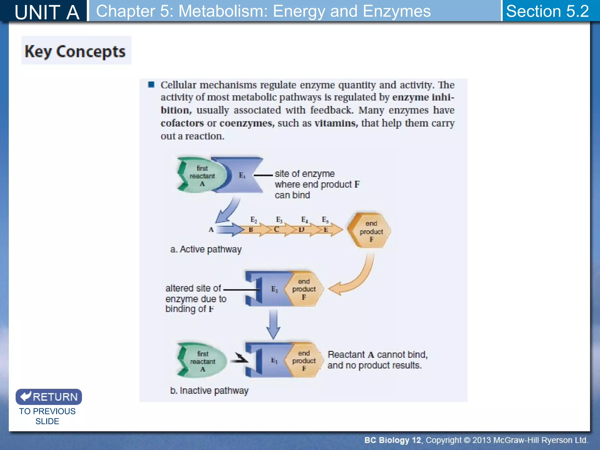 Biology 12 - Enzymes and Metabolic Pathways - Section 5-2 | PPT