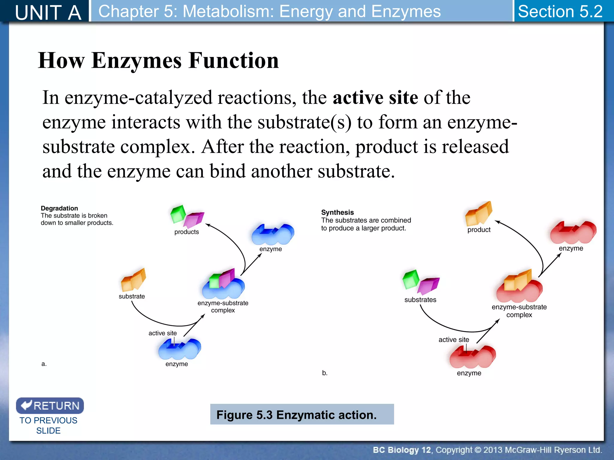 Biology 12 - Enzymes and Metabolic Pathways - Section 5-2 | PPT