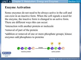 Biology 12 - Enzymes and Metabolic Pathways - Section 5-2 | PPT