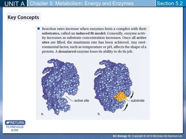 Biology 12 - Enzymes and Metabolic Pathways - Section 5-2 | PPT