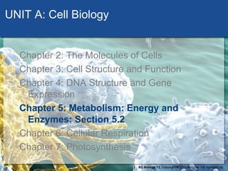 Biology 12 - Enzymes and Metabolic Pathways - Section 5-2 | PPT